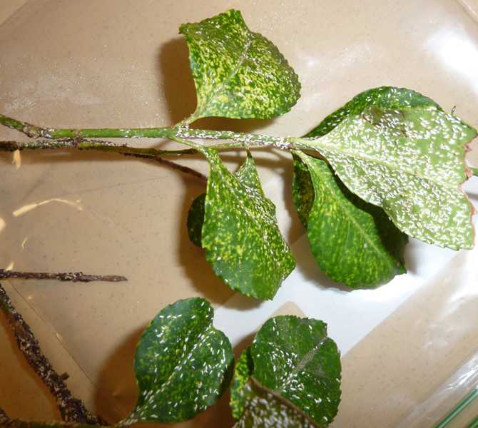 Scale Damage On Plants